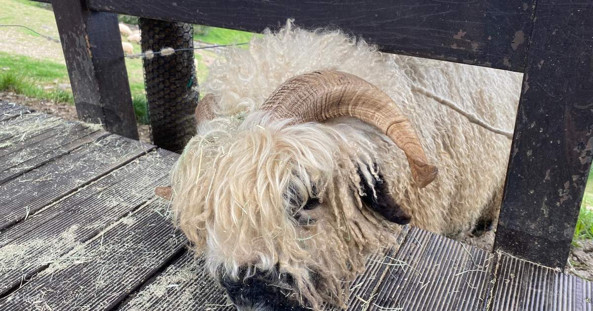 Sun Moon Lake & Cingjing Farm Day Tour (Departing from Taichung City, Taichung HSR) - Klook Malaysia